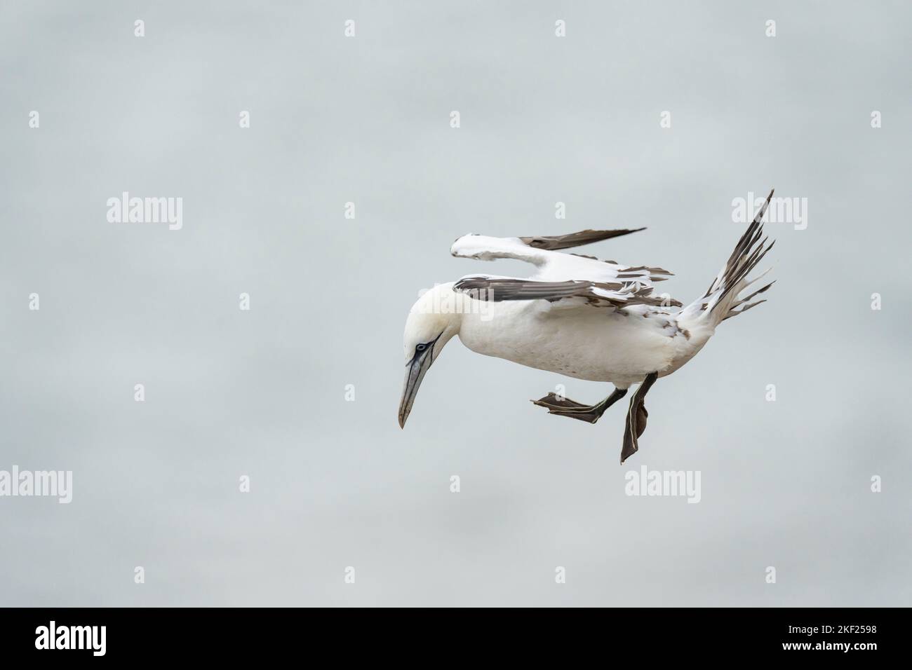 Northern Gannet Morus bassanus, a 3rd-year plumaged bird in flight ...