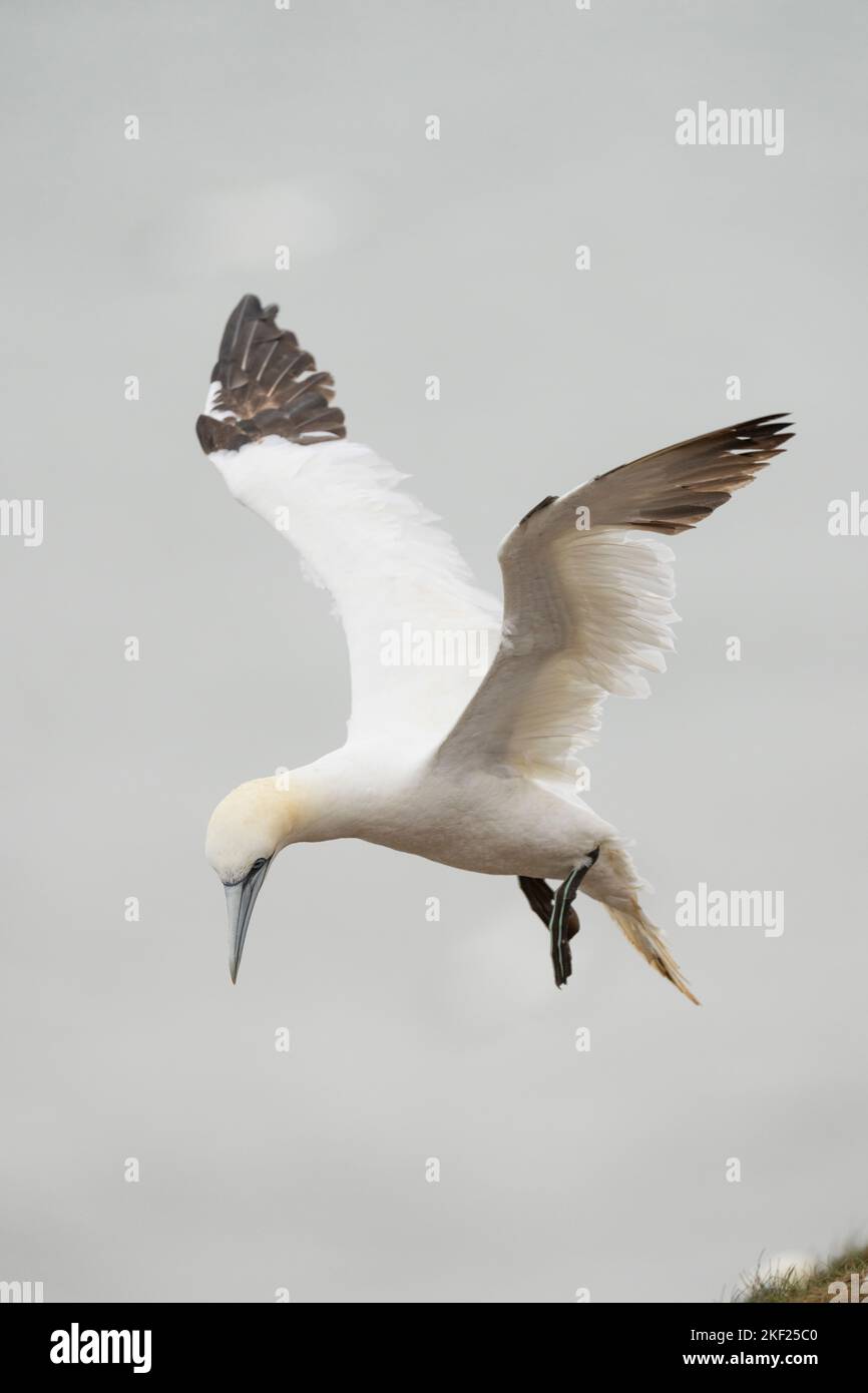 Northern Gannet Morus bassanus, a portrait view of a single adult ...