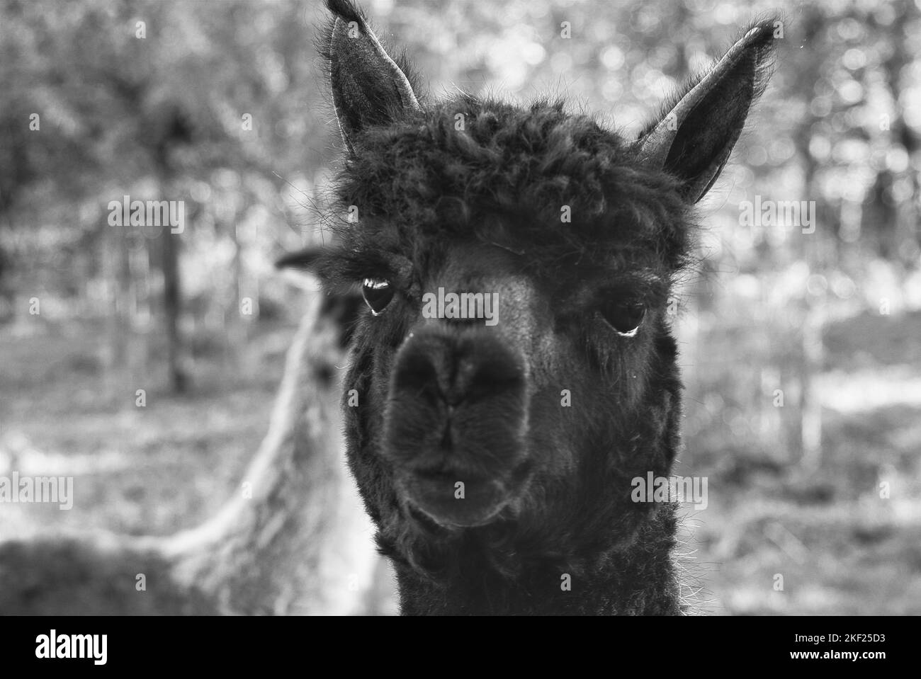 Black llama Black and White Stock Photos & Images - Alamy