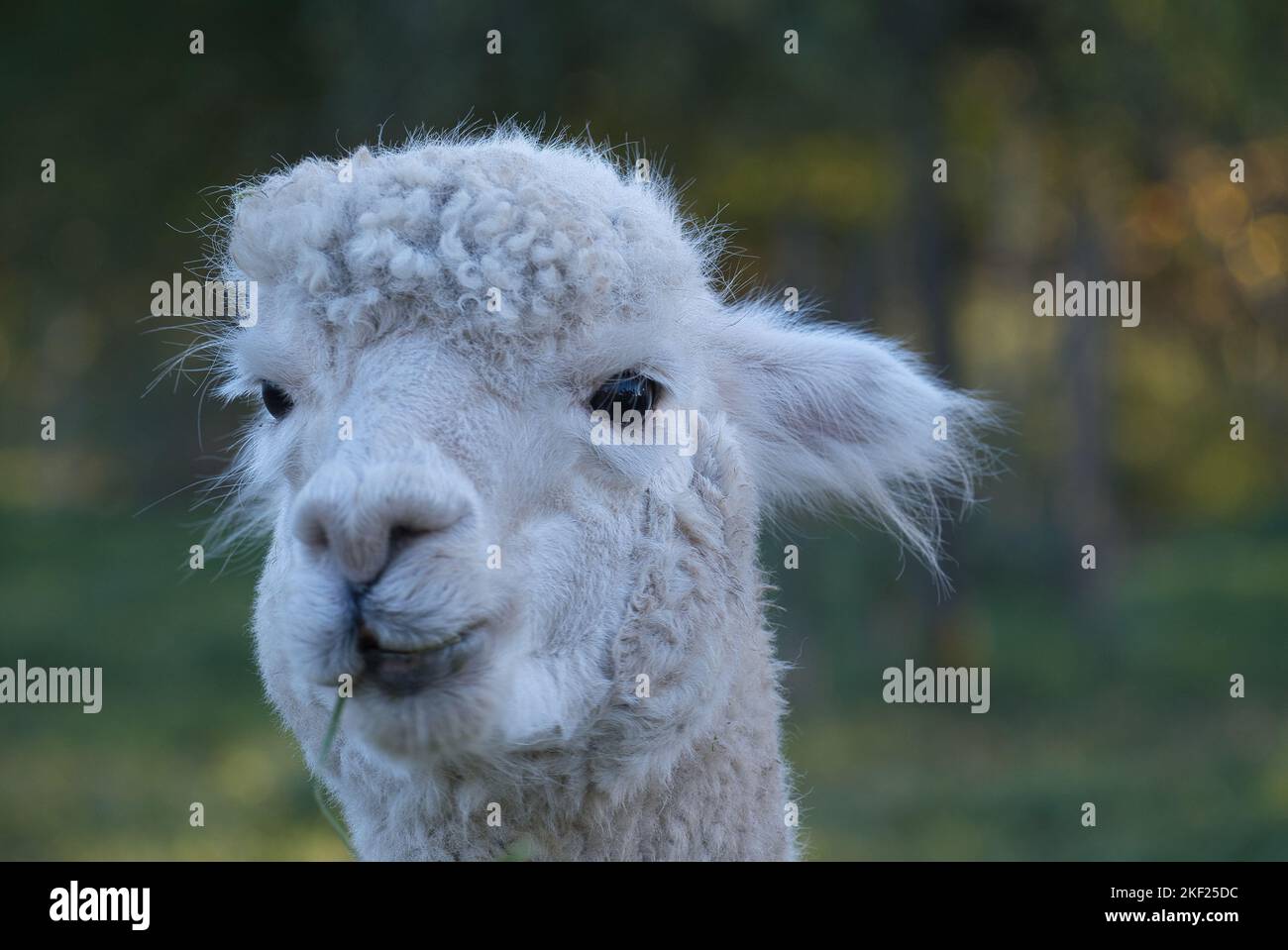 A closeup shot of a beautiful white Alpaca with green grass in its ...