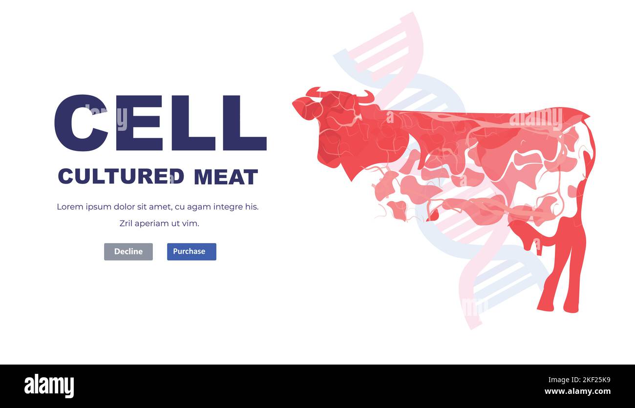 cell cultured veal meat artificial lab grown meat production concept ...