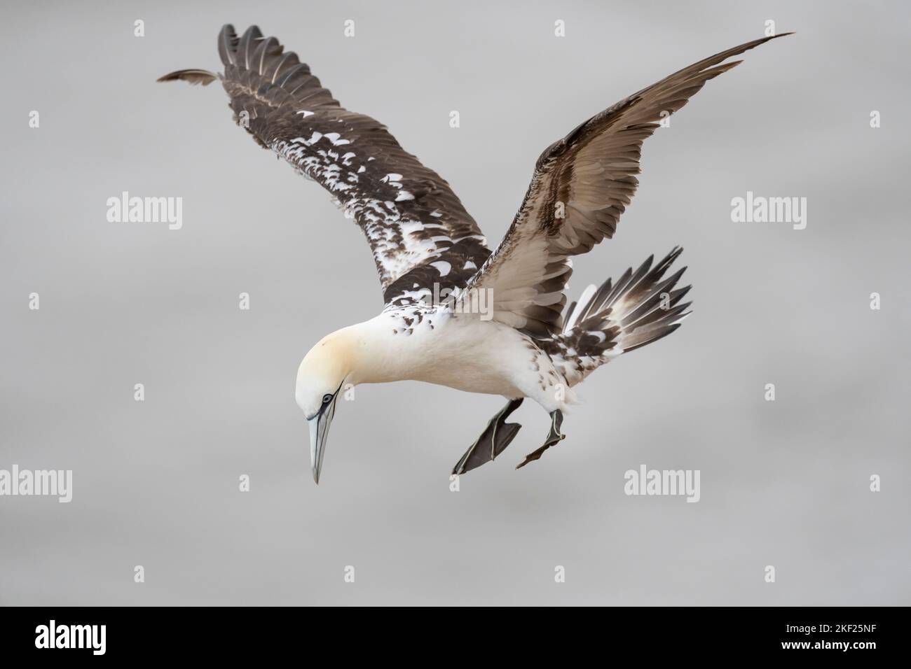 Northern Gannet Morus bassanus, a 3rd-year plumaged bird in flight ...