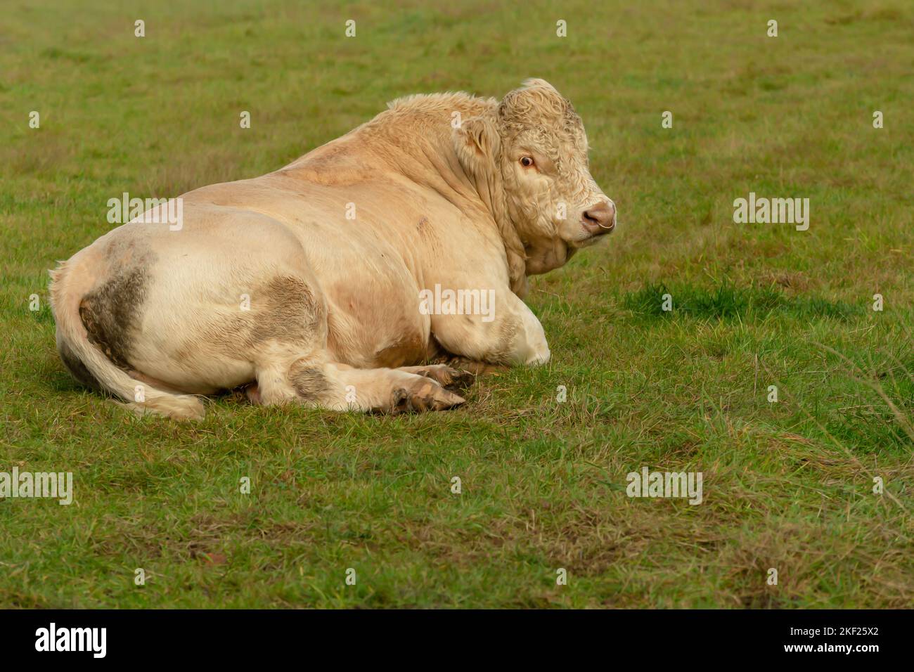 Charolais Cattle Bull