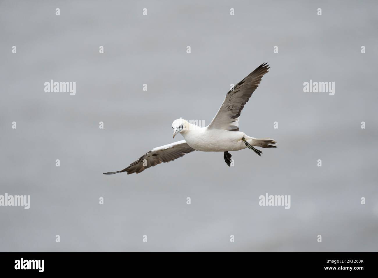 Northern Gannet Morus bassanus, a 3rd-year plumaged bird revealing ...