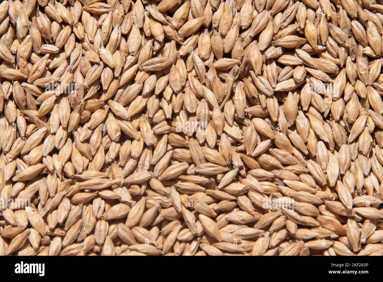 pilsen malt grain forming texture for framed background Stock Photo - Alamy