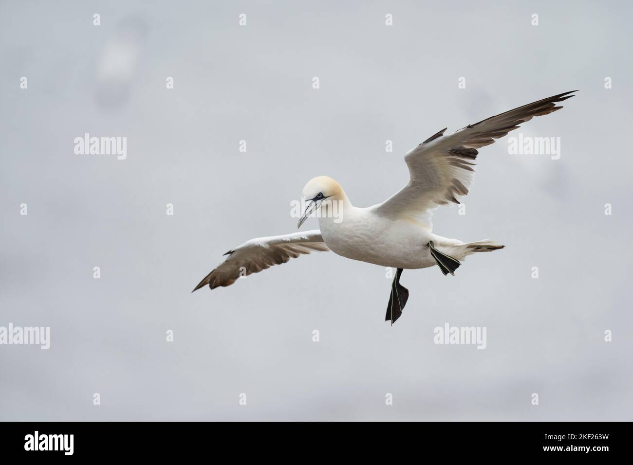 Northern Gannet Morus bassanus, a 3rd-year plumaged bird in flight ...