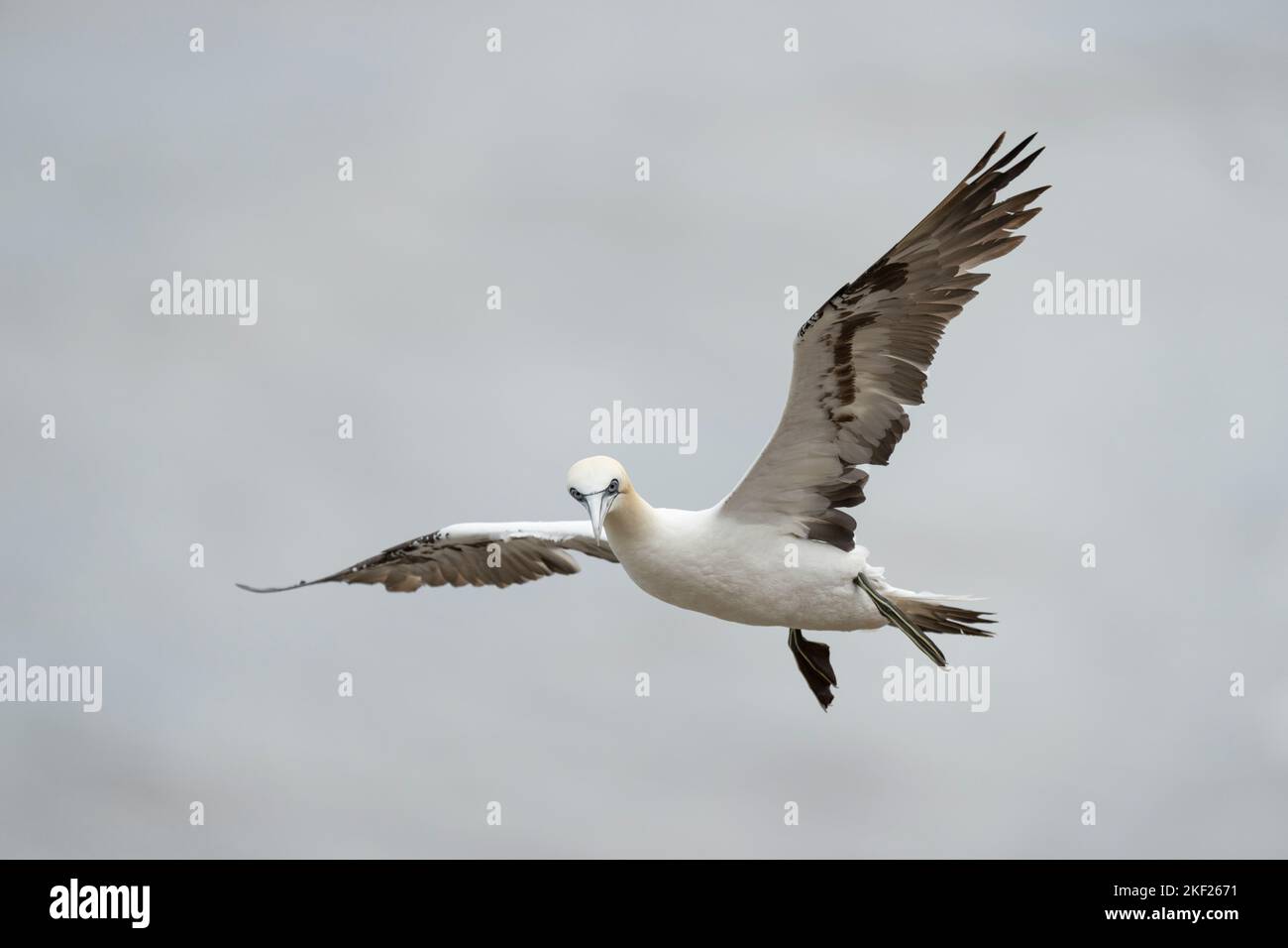 Northern Gannet Morus bassanus, a 3rd-year plumaged bird revealing ...