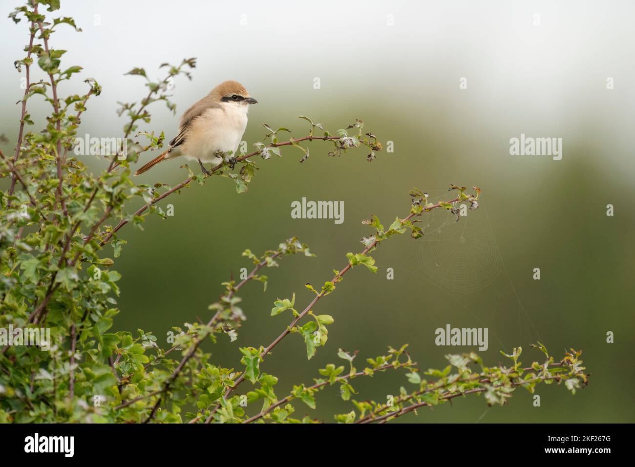 Middle east insects hi-res stock photography and images - Alamy