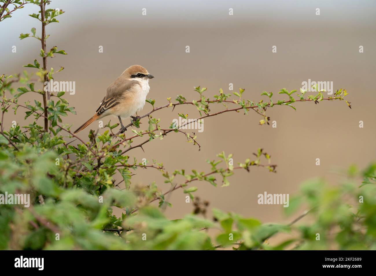 Red-tailed Shrike Lanius phoenicuroides, a side profile view of a ...