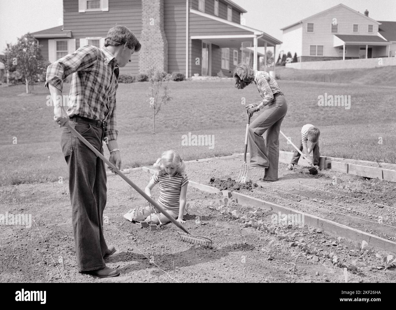 1970s FAMILY WORKING TOGETHER IN BACKYARD SUBURBAN VEGETABLE GARDEN ...
