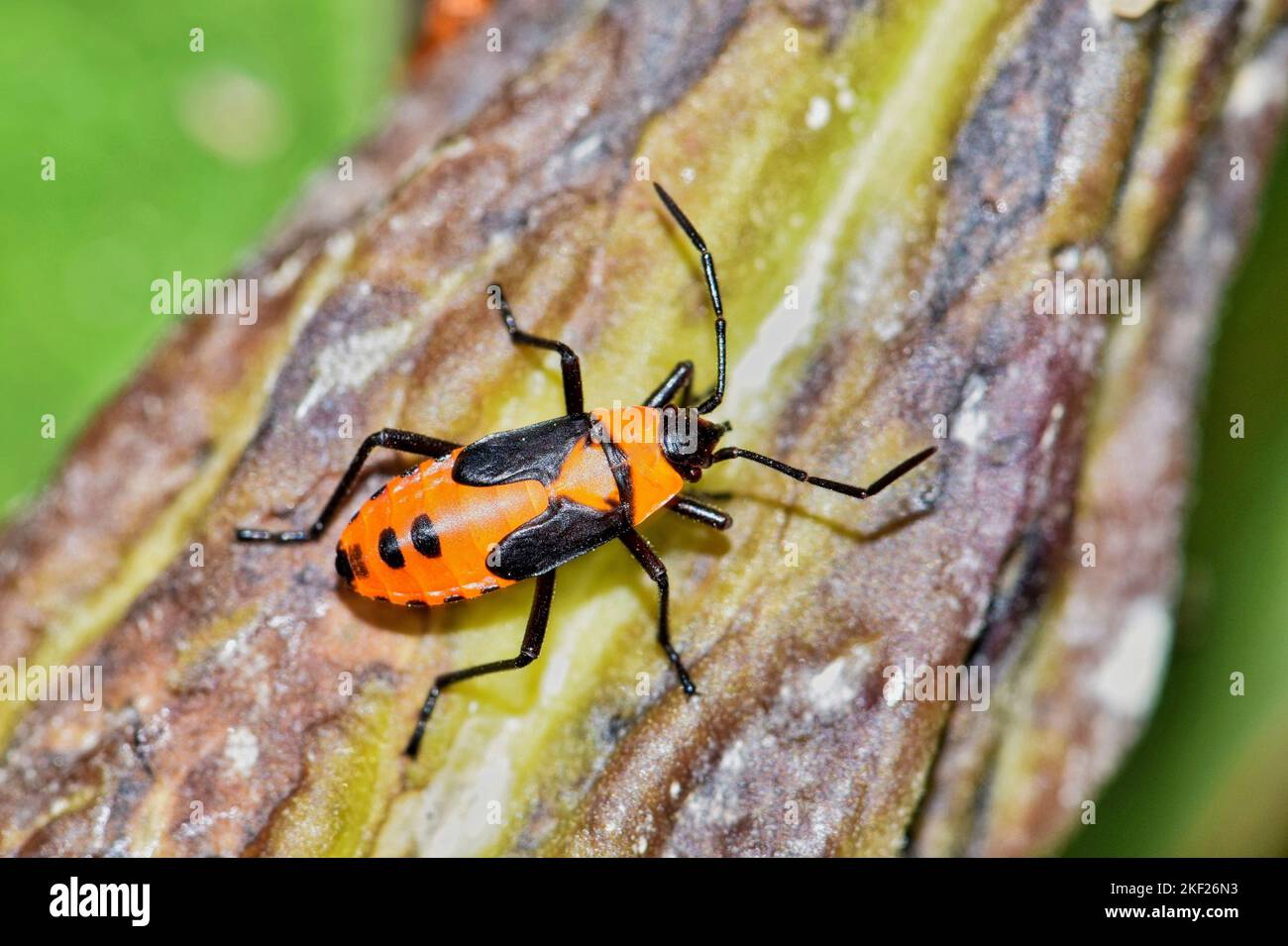 Large Milkweed Bug nymph (Oncopeltus fasciatus) on a milkweed plant ...