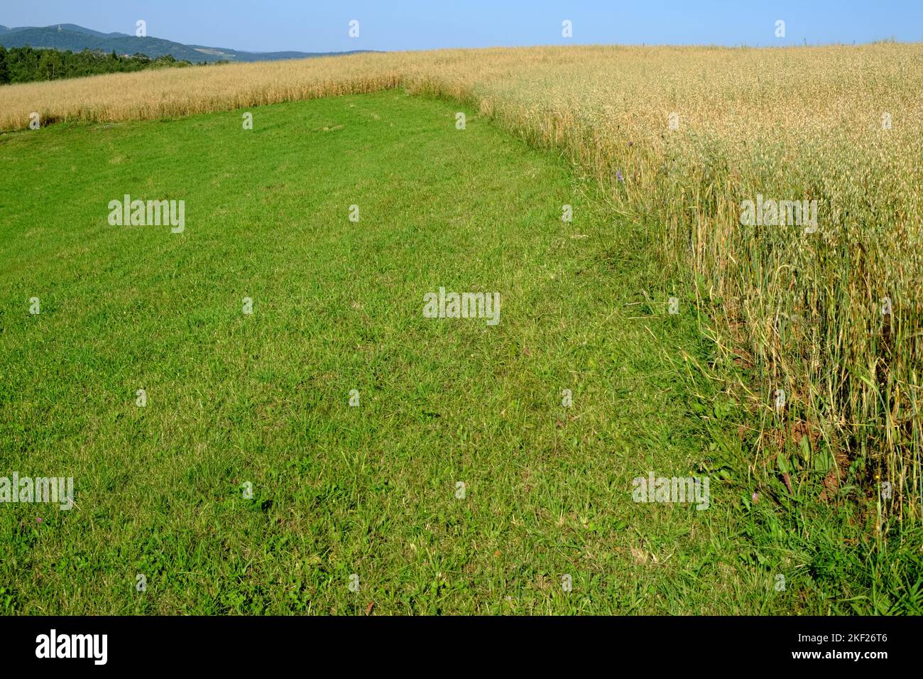 cut grass and wheat field in Serbia Stock Photo - Alamy