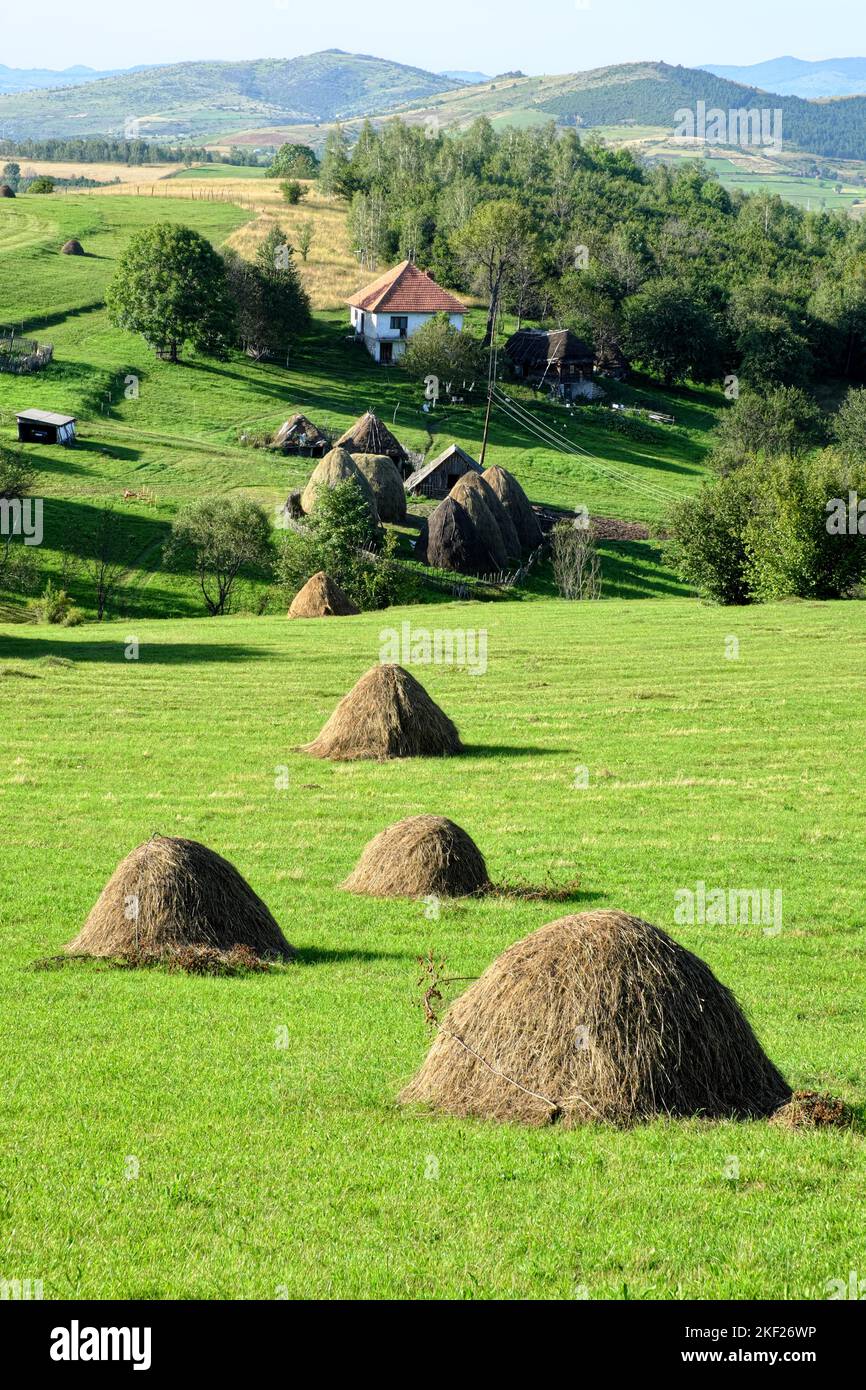 meadow with haystacks in Serbia Stock Photo - Alamy