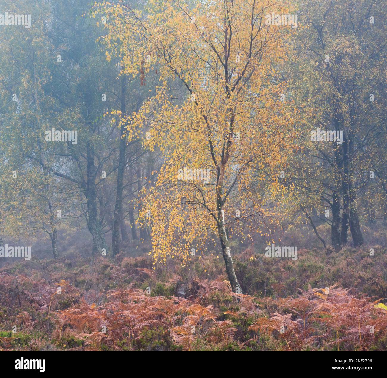 Birch trees in a moor hi-res stock photography and images - Alamy