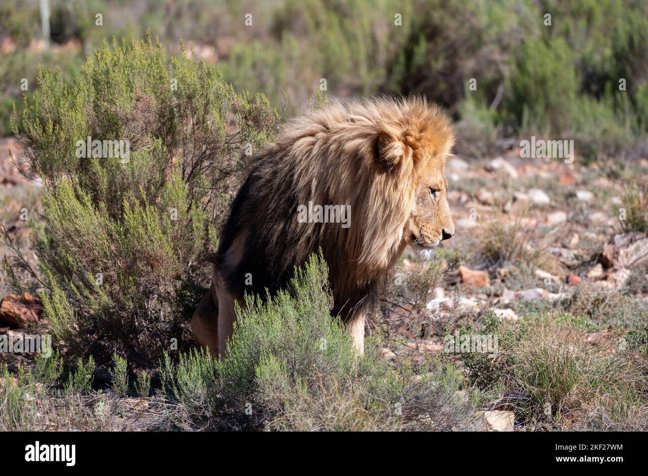 A furry male lion wandering in the Western Cape savannah surrounded by ...