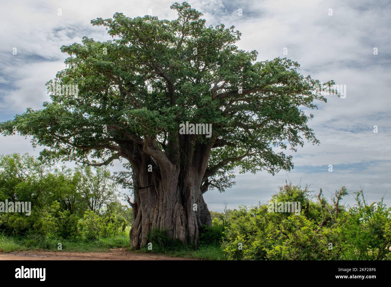 An African Baobab Tree in South Africa Stock Photo - Alamy