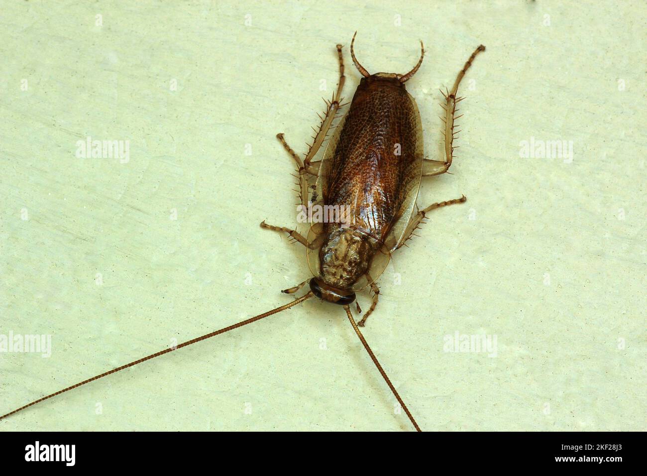 Wood cockroach (Ectobiidae sp Stock Photo - Alamy