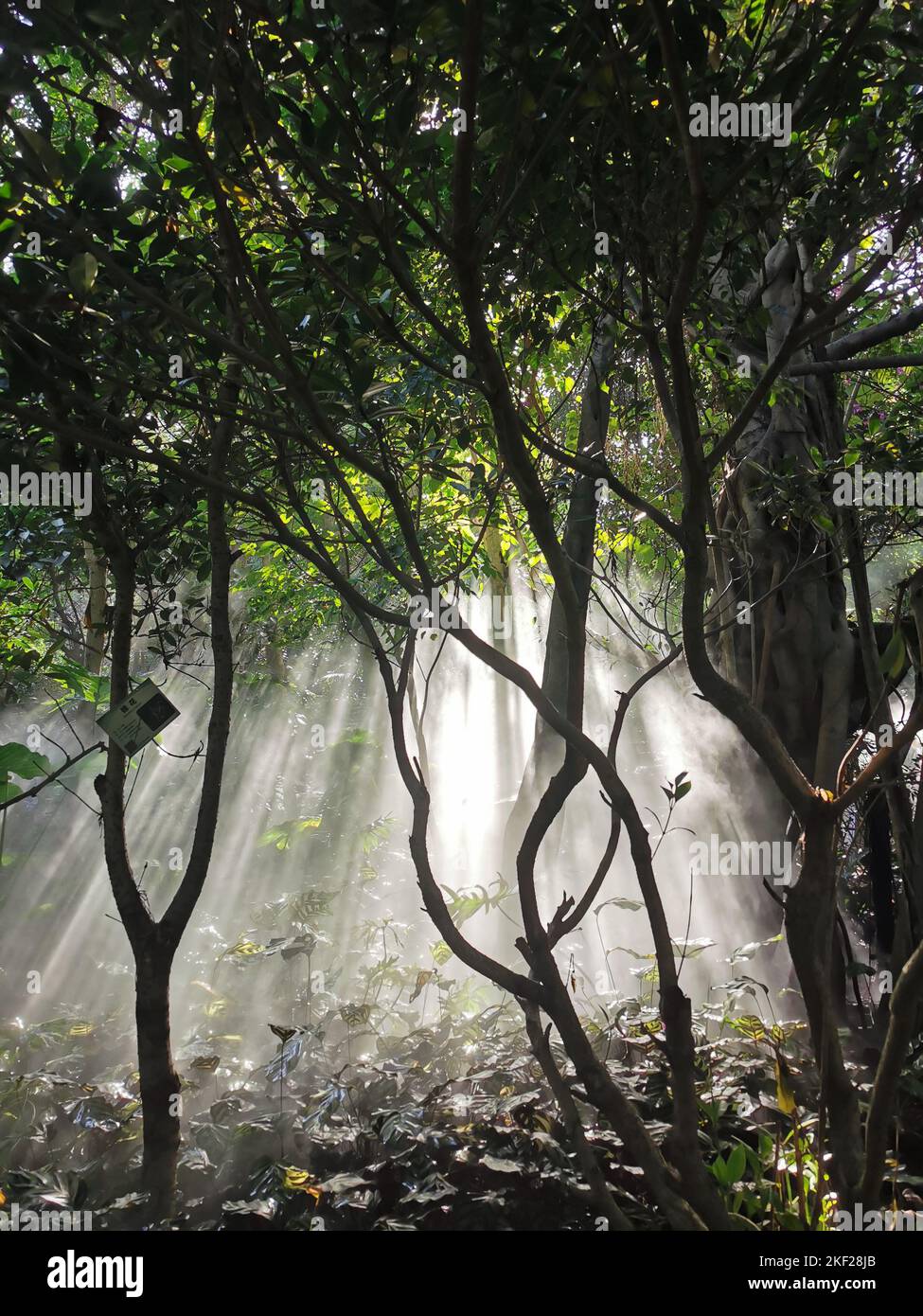 A natural view of a foggy forest on a sunny morning Stock Photo - Alamy