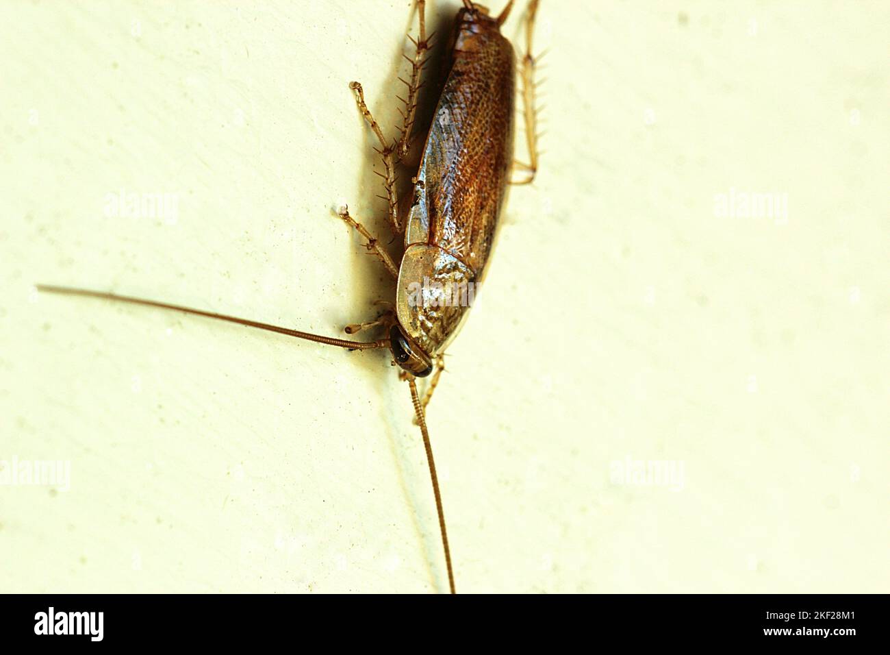 Wood cockroach (Ectobiidae sp Stock Photo - Alamy