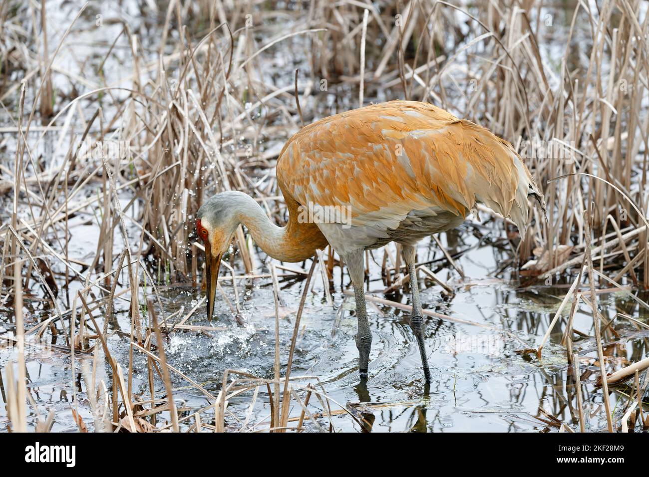 A closeup shot of a Sandhill crane in the snow Stock Photo - Alamy