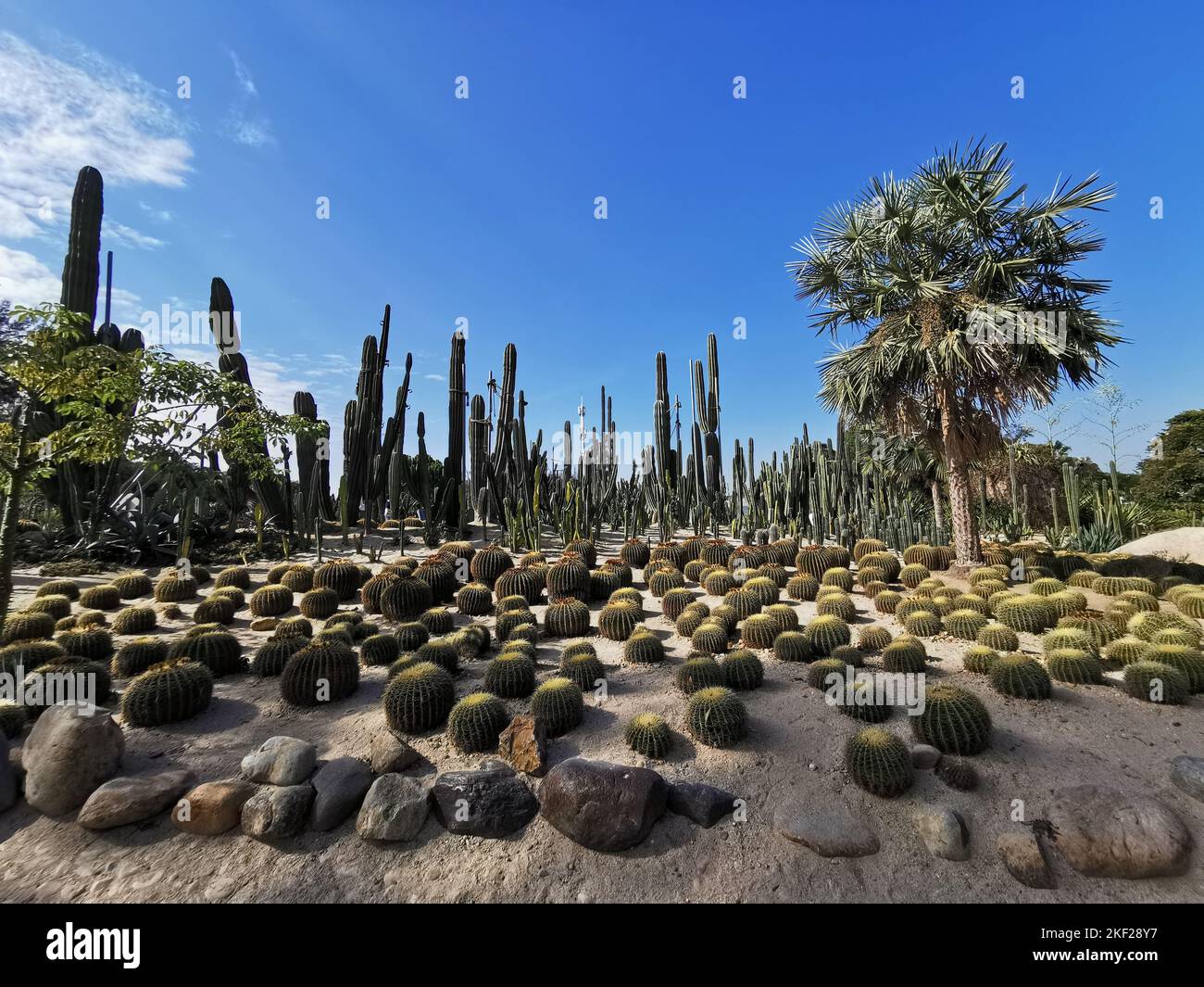 A natural view of a cactus park under a clear blue sky Stock Photo - Alamy