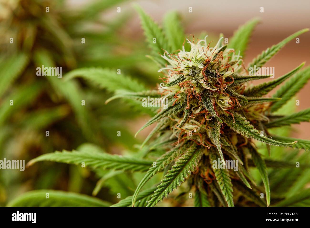 plant sativa cannabis beautiful background of the theme of legalization ...