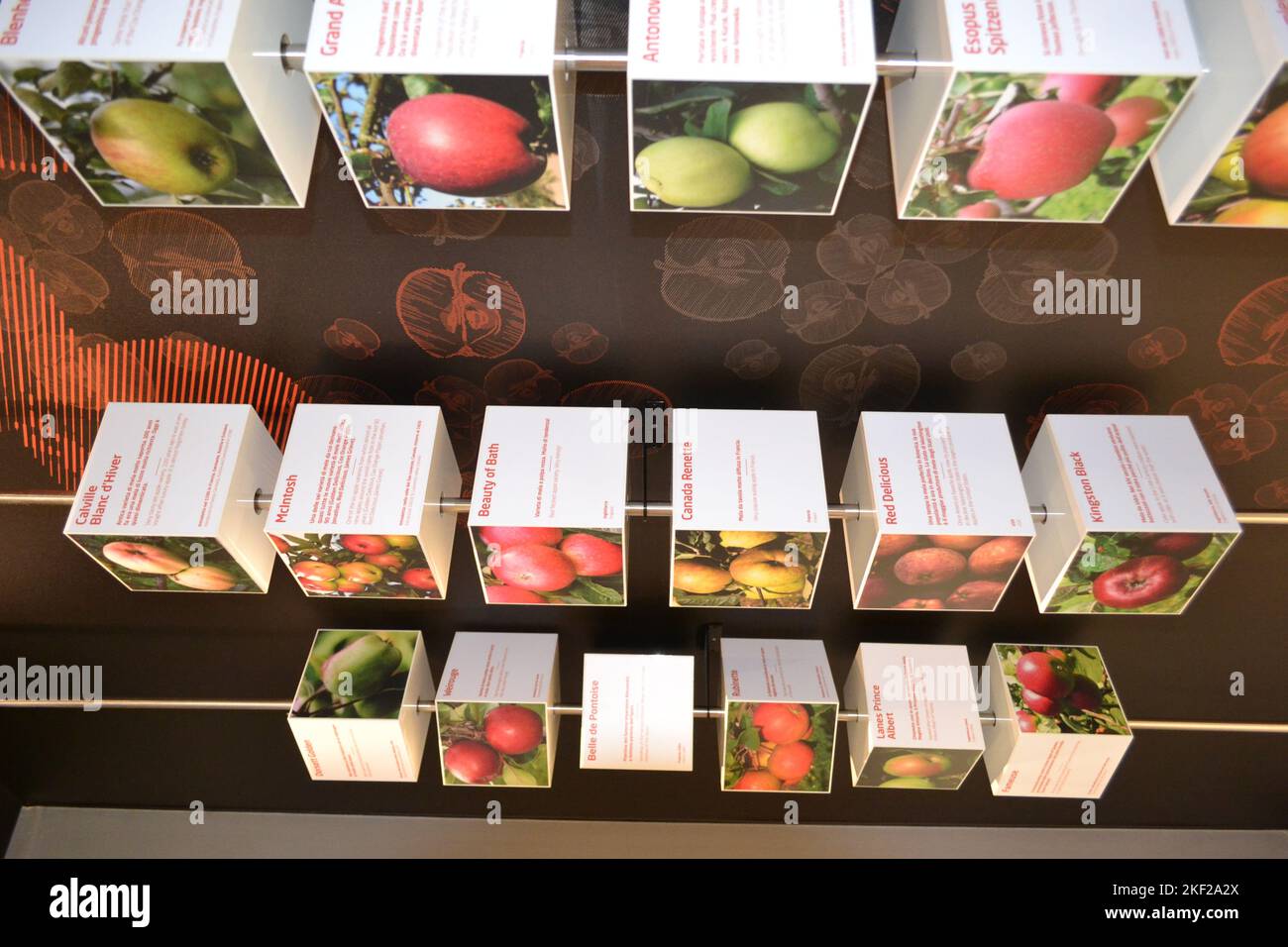 Exhibition dedicated to apple cultivation. Photos of different apple ...