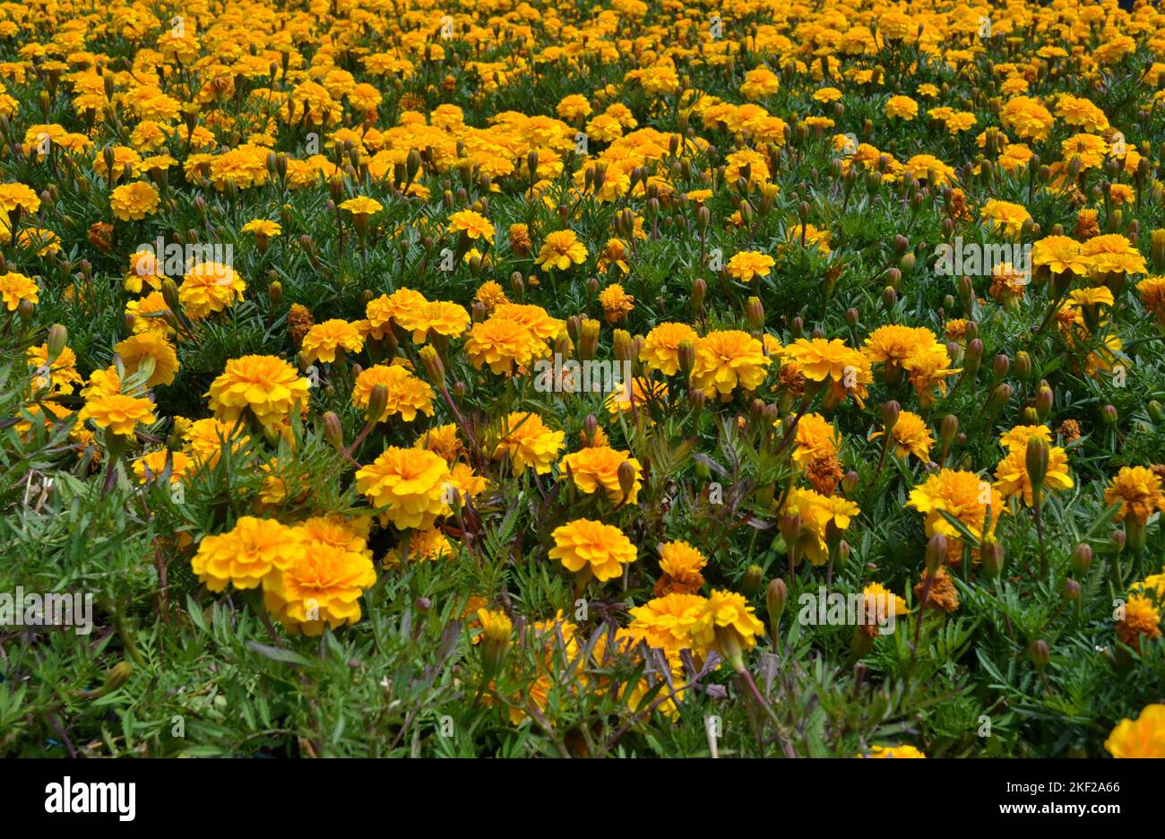 Lawn of yellow French marigold flowers in garden.Golden and yellow ...