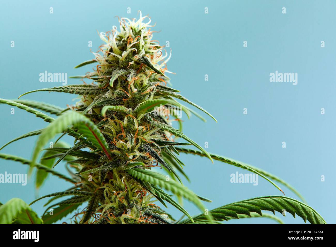 Close-up of a marijuana buds flower isolated on a light blue background ...