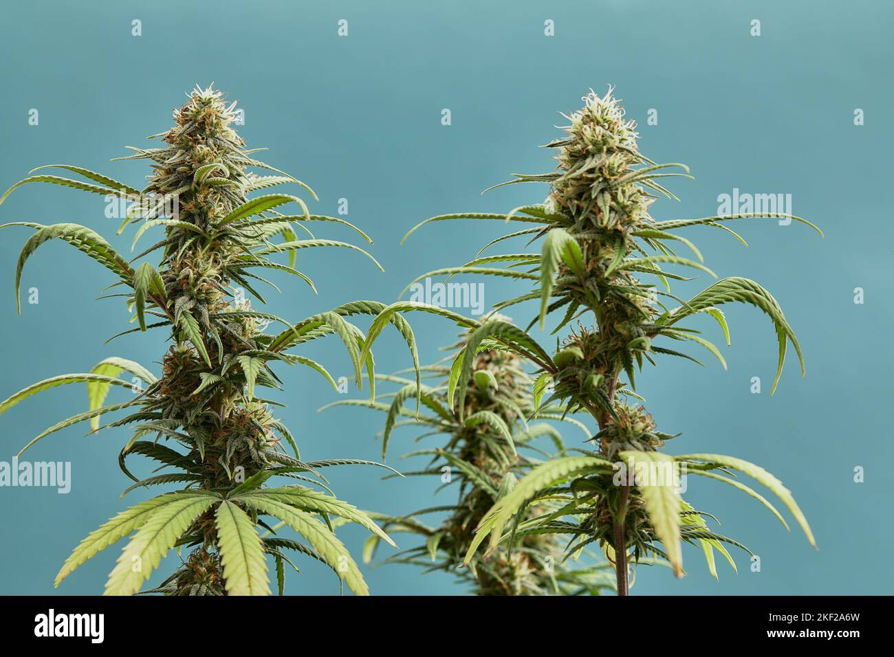 Close-up of a marijuana buds flower isolated on a light blue background ...