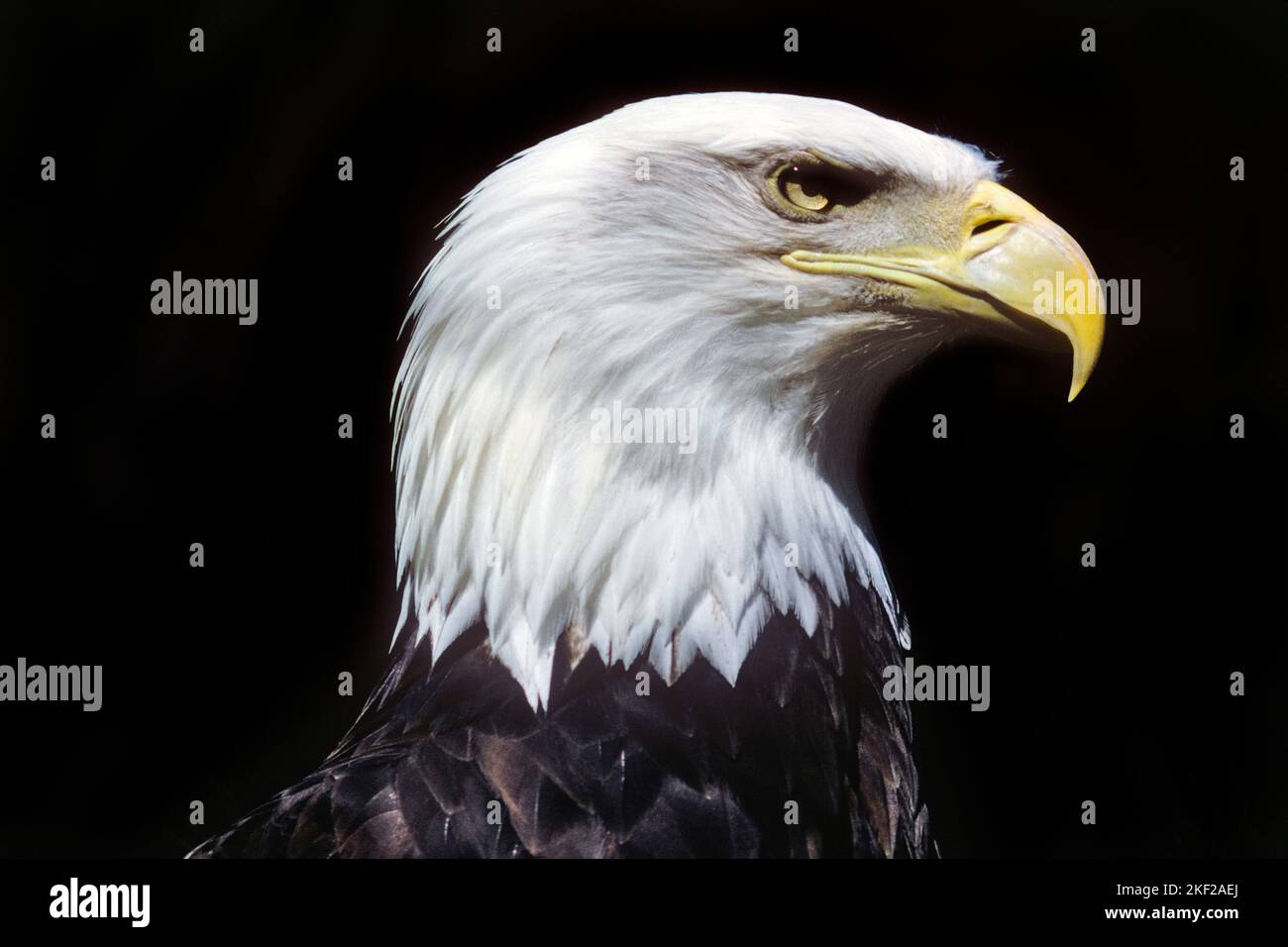 Symbols of courage hi-res stock photography and images - Alamy