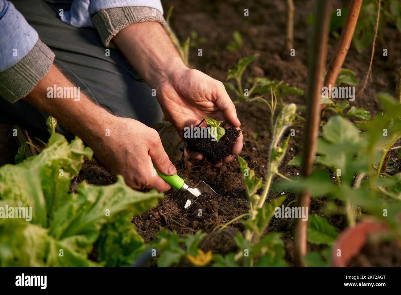 Close-up of a green leaf of a plant. Hands tamp the earth around the ...