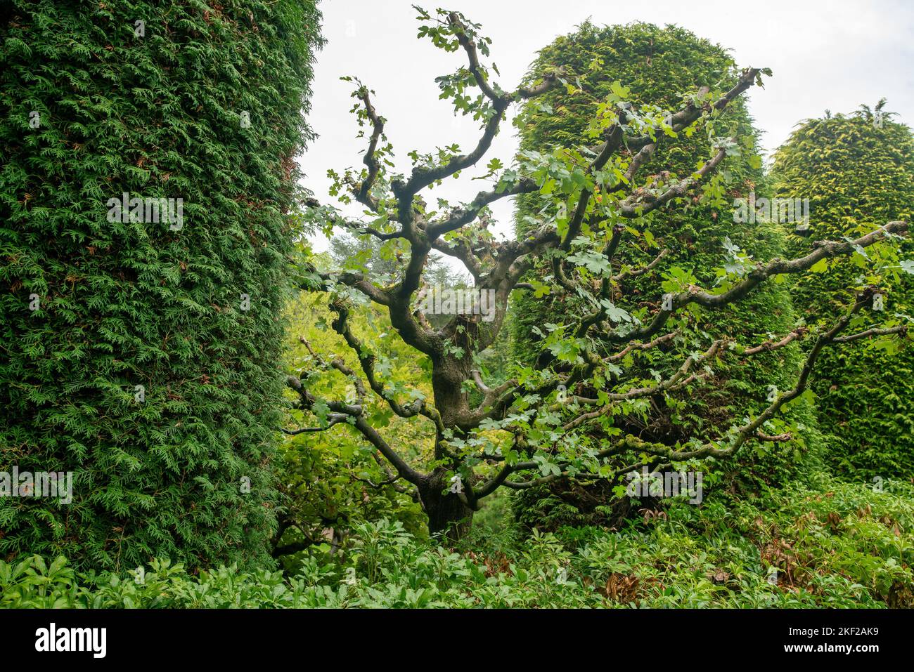 Three lobed maple hi-res stock photography and images - Alamy