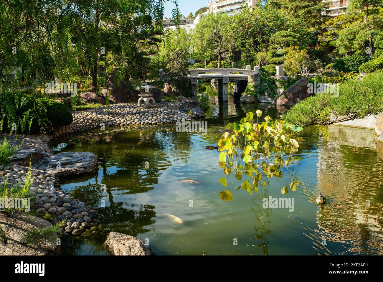 Gorgeous view in Japanese garden in Monaco with pond , stone bridge anв ...