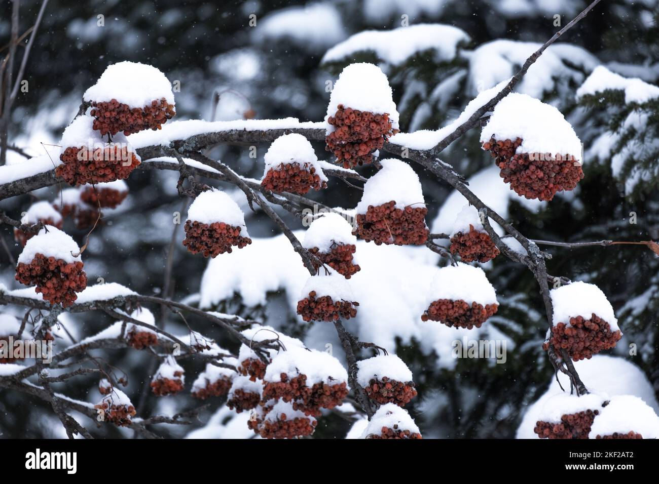 Snowy day . Winter , heavy snowfall, silence in the village. High ...