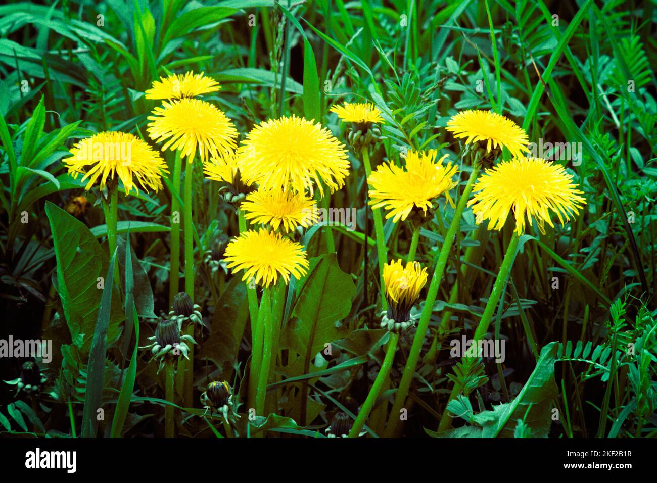 1990s GROUP OF YELLOW DANDELIONS Taraxacum officinale FLOWERS GROWING ...