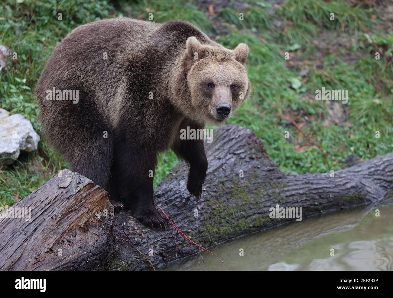Bears Albert and Keta are new residents of the Zagreb Zoo, in Zagreb ...