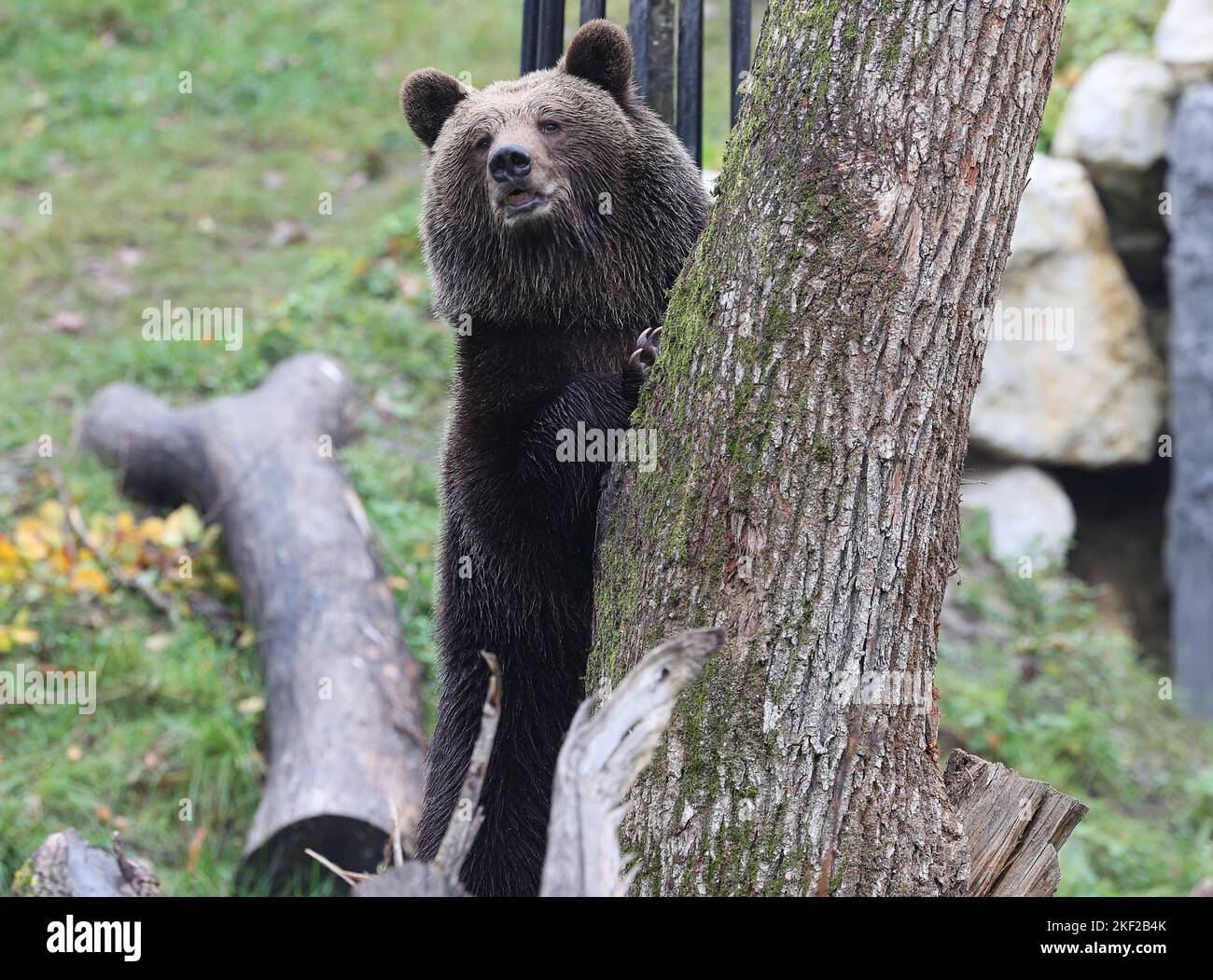Bears Albert and Keta are new residents of the Zagreb Zoo, in Zagreb ...