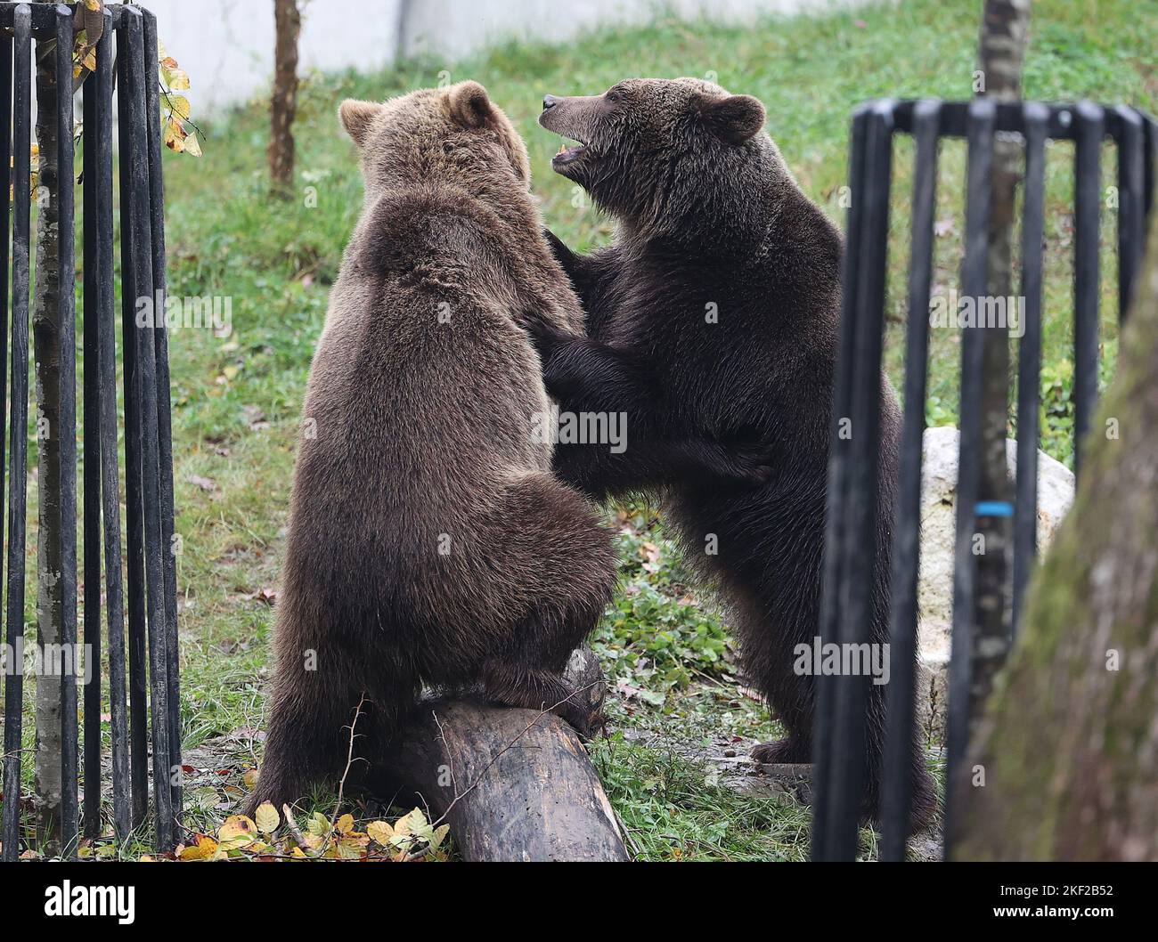 Bears Albert and Keta are new residents of the Zagreb Zoo, in Zagreb ...