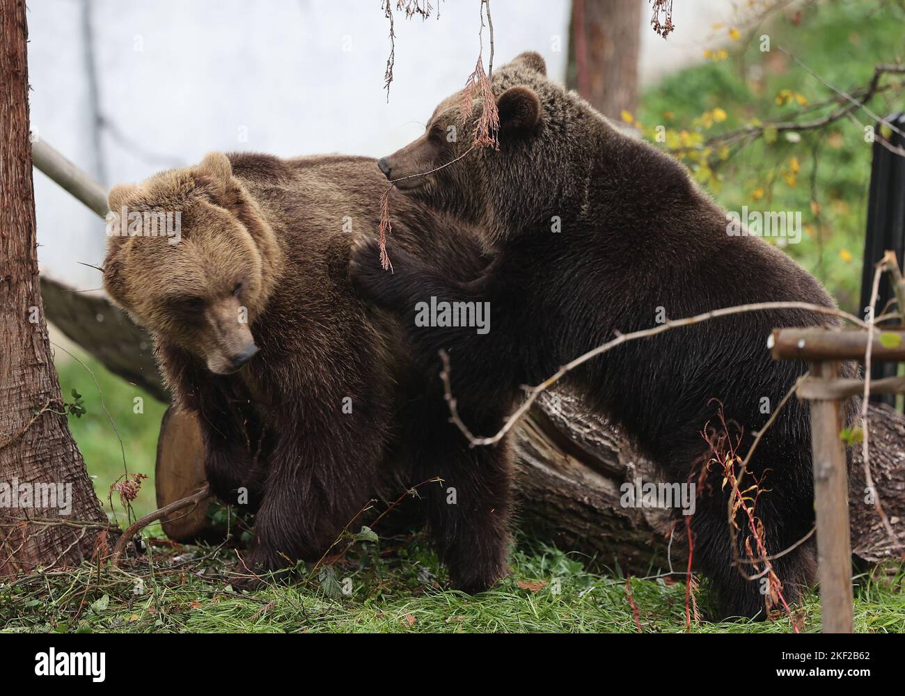 Bears Albert and Keta are new residents of the Zagreb Zoo, in Zagreb ...