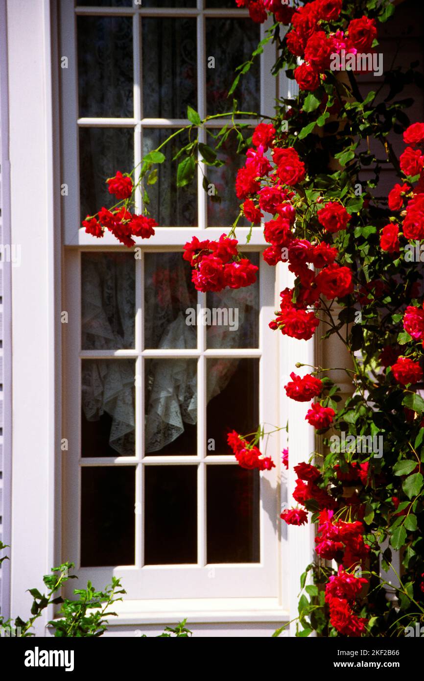 Climbing red rose hi-res stock photography and images - Alamy