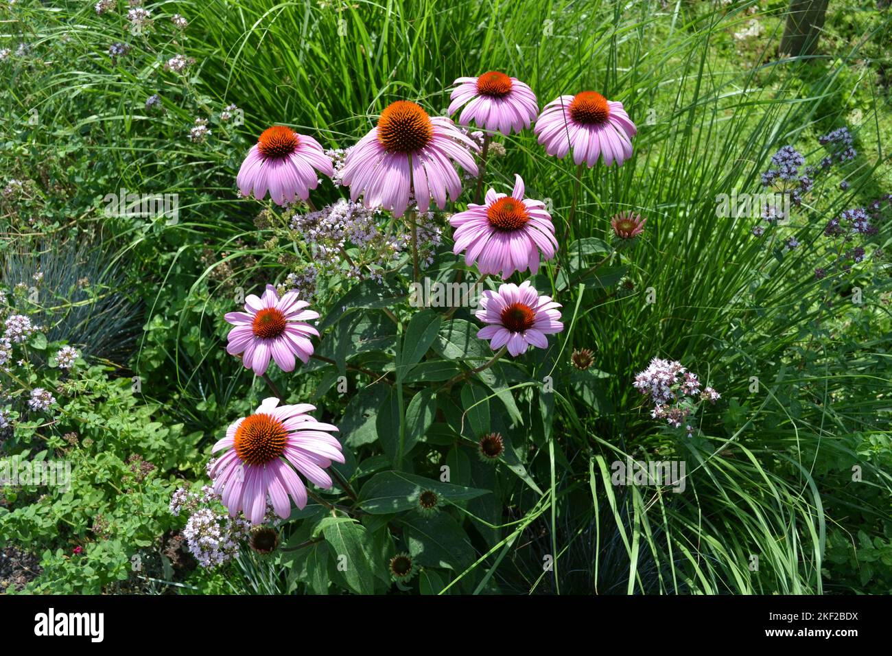 Echinacea purpurea or purple coneflower with daisy-like purple petals ...