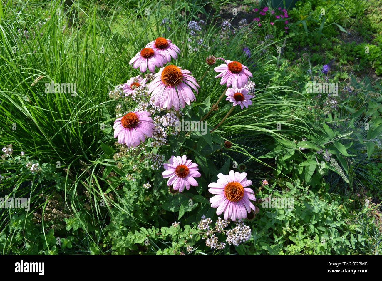 Echinacea purpurea or purple coneflower with daisy-like purple petals ...