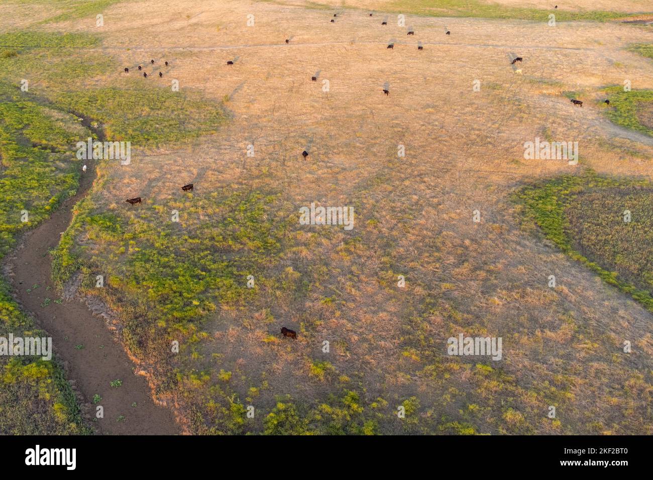 Top aerial panoramic view of green steppe or meadow in summer ...
