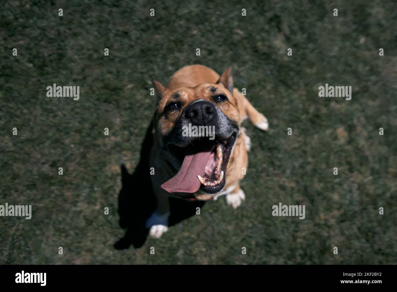 closeup head of dog looking at camera sitting on the grass with open ...
