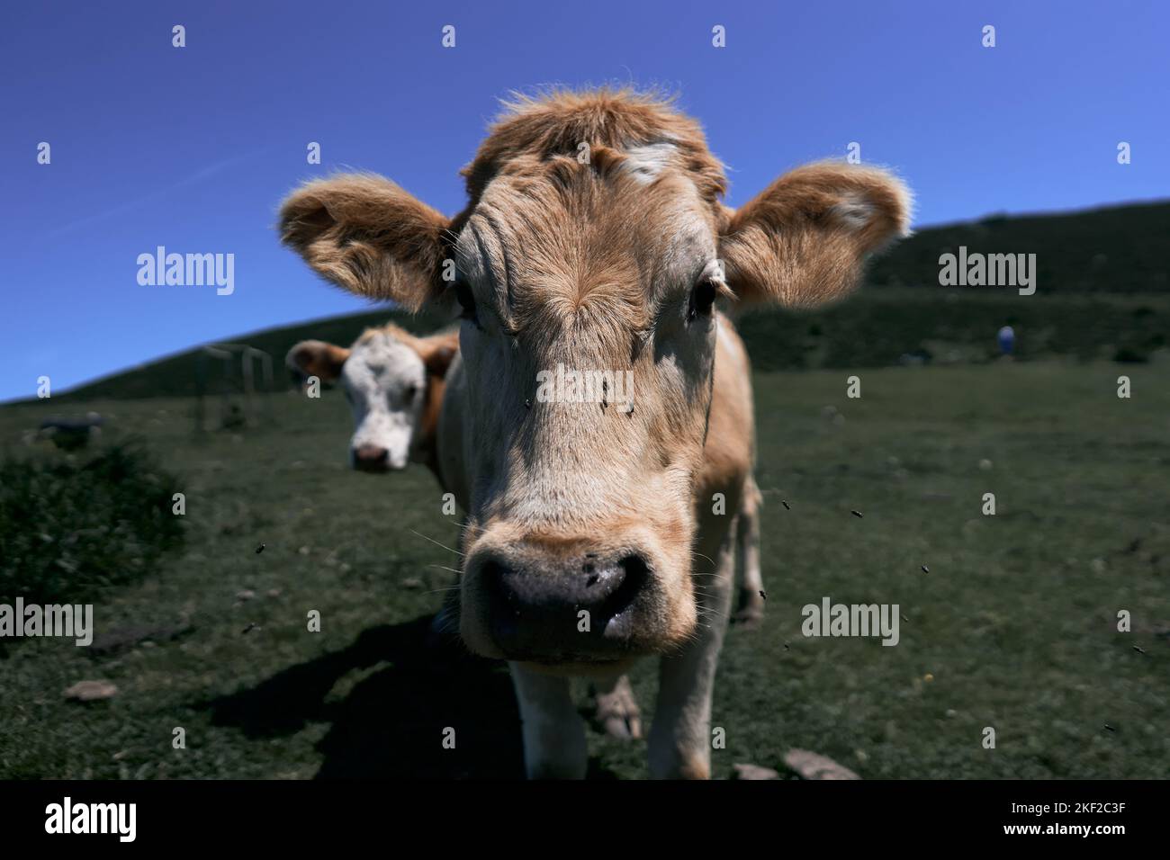 Surrounded by bees hi-res stock photography and images - Alamy