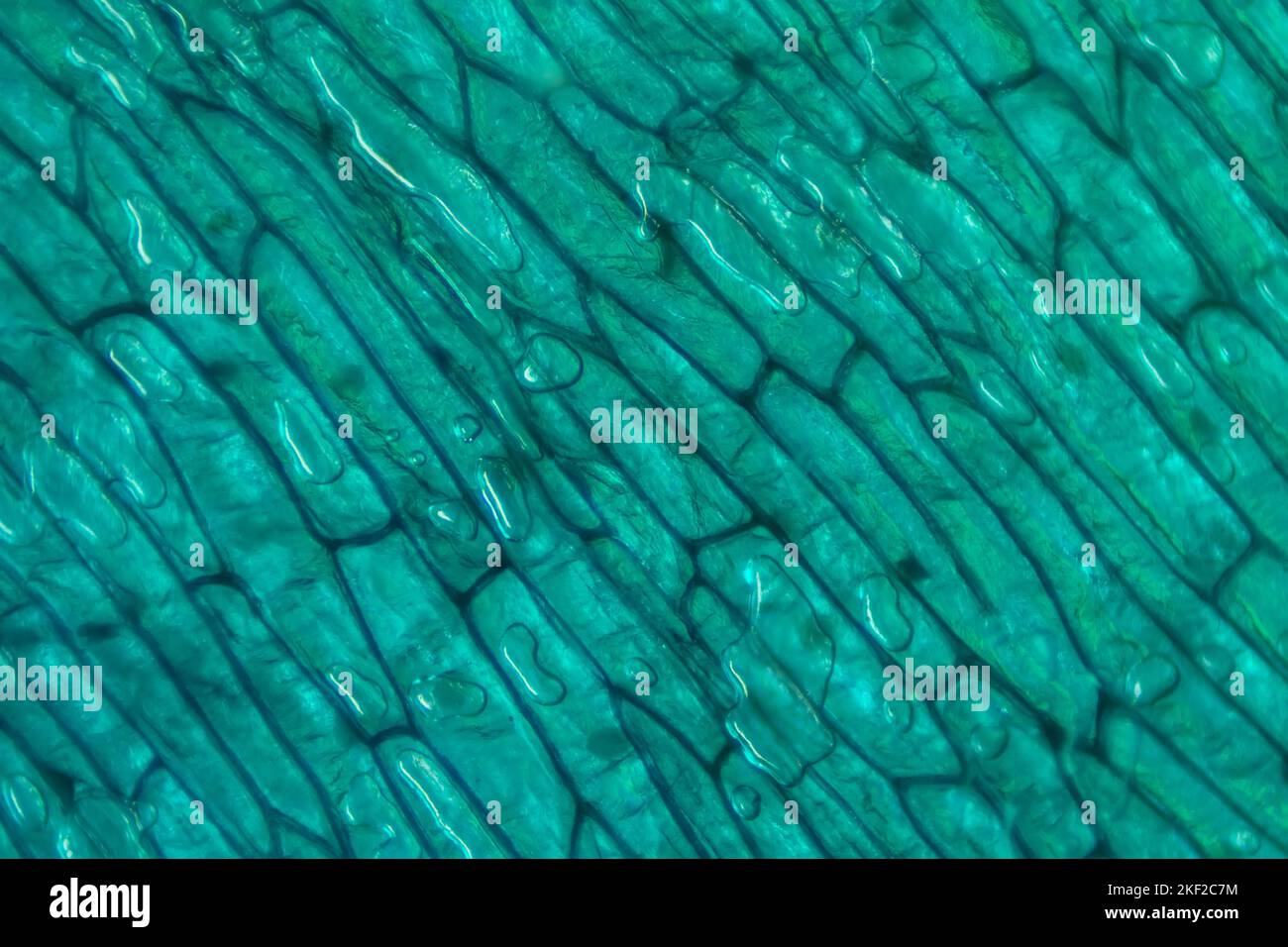 The Microscopic World. Onion epidermis with cells Stock Photo - Alamy