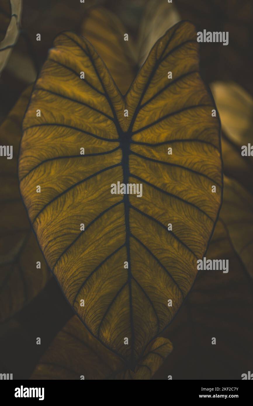Large leaf texture hi-res stock photography and images - Alamy