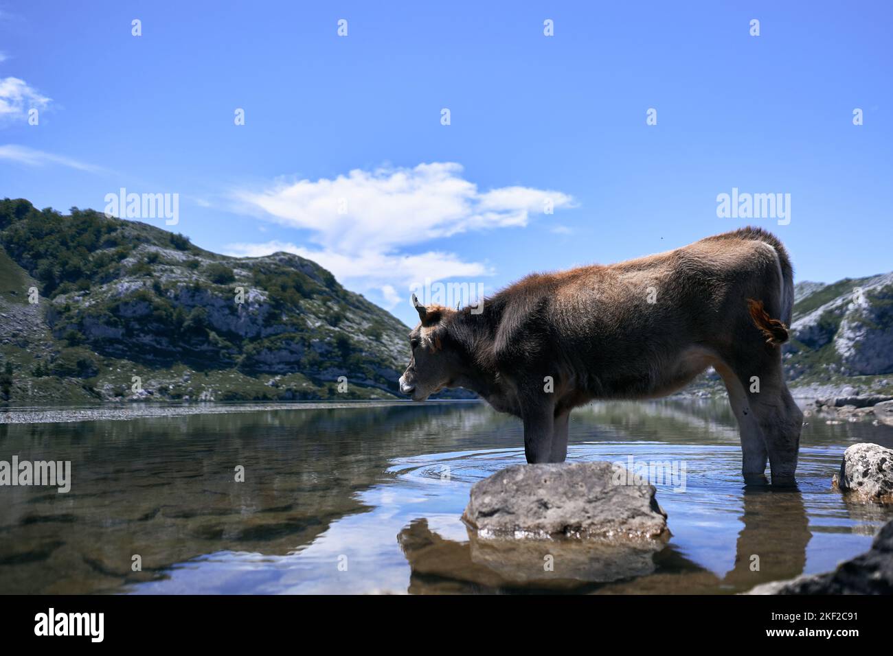 big hairy cow standing inside the water cooling off in the lake ...