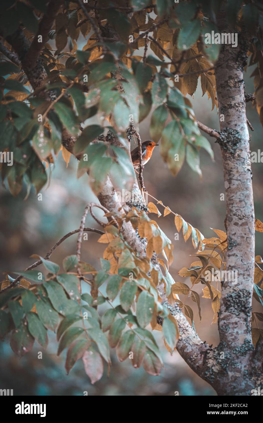 A vertical shot of a robin perched on a tree Stock Photo - Alamy